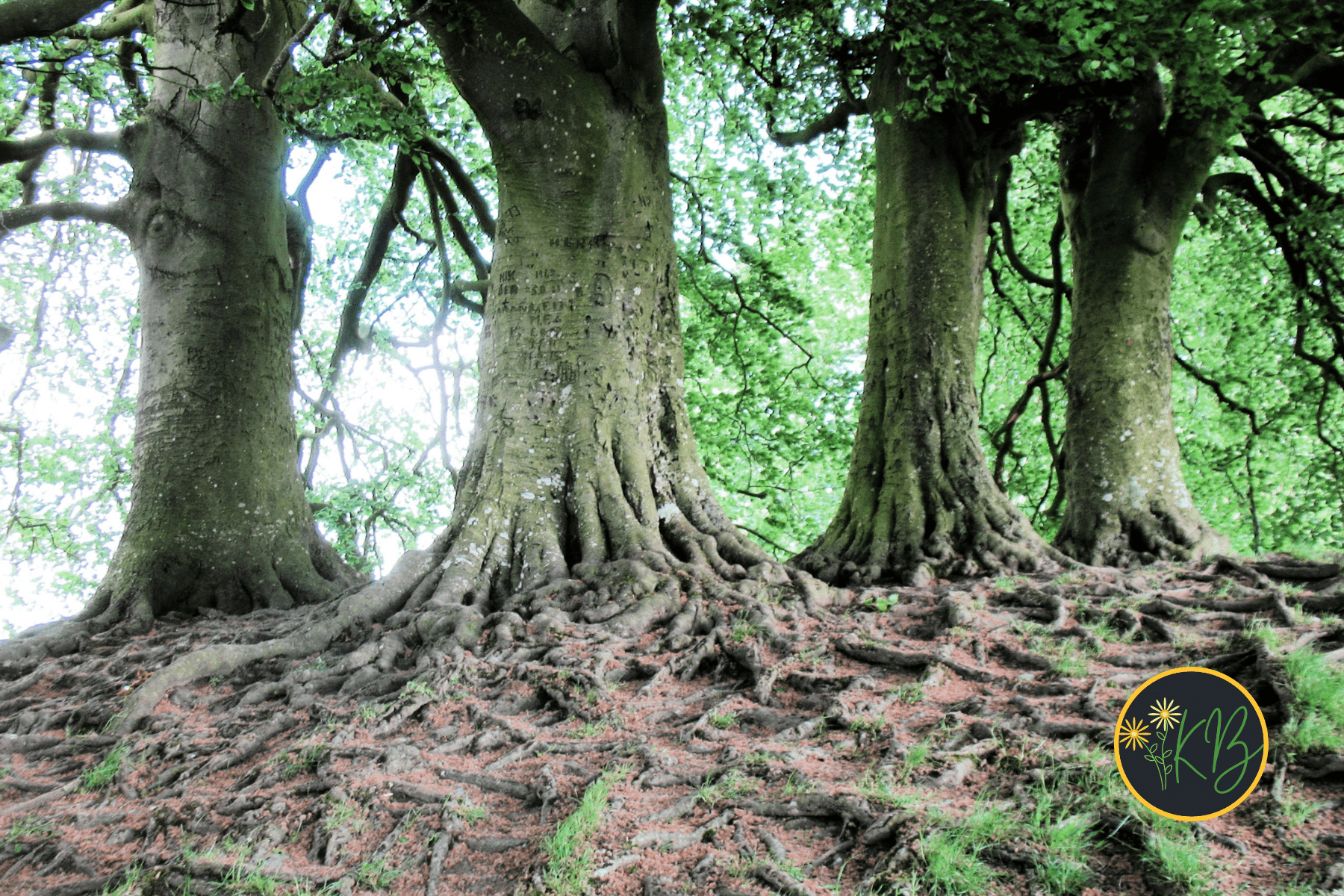 Human Design Gate 19: Connection as Catalyst - Kathy Bochonko Intuitive ...