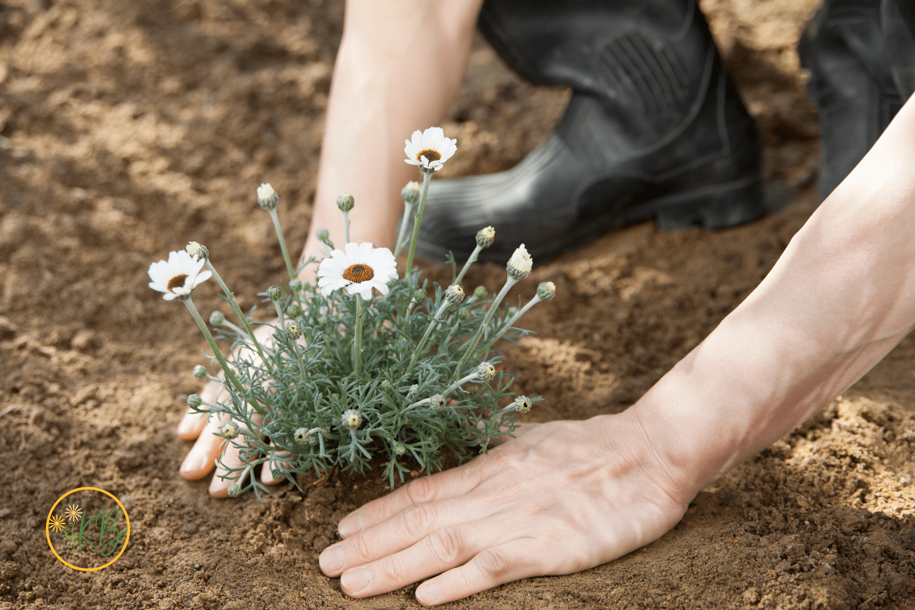 Quieting the Mind, Trusting the Journey: Human Design Gate 24 & Gate 44